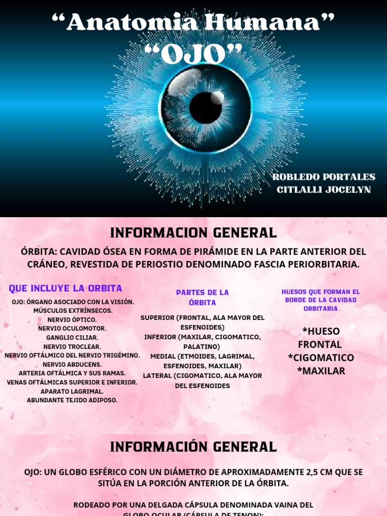 Anatomía del Ojo y Órbita Humana | PDF | Ojo humano | Cabeza y cuello ...