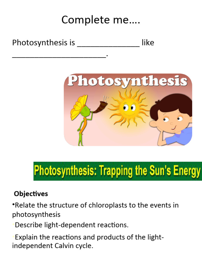 Light Reaction Calvin Cycle | PDF | Photosynthesis | Chloroplast