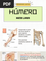 Surco Intertubercular del Húmero | PDF | Articulaciones | Anatomía humana