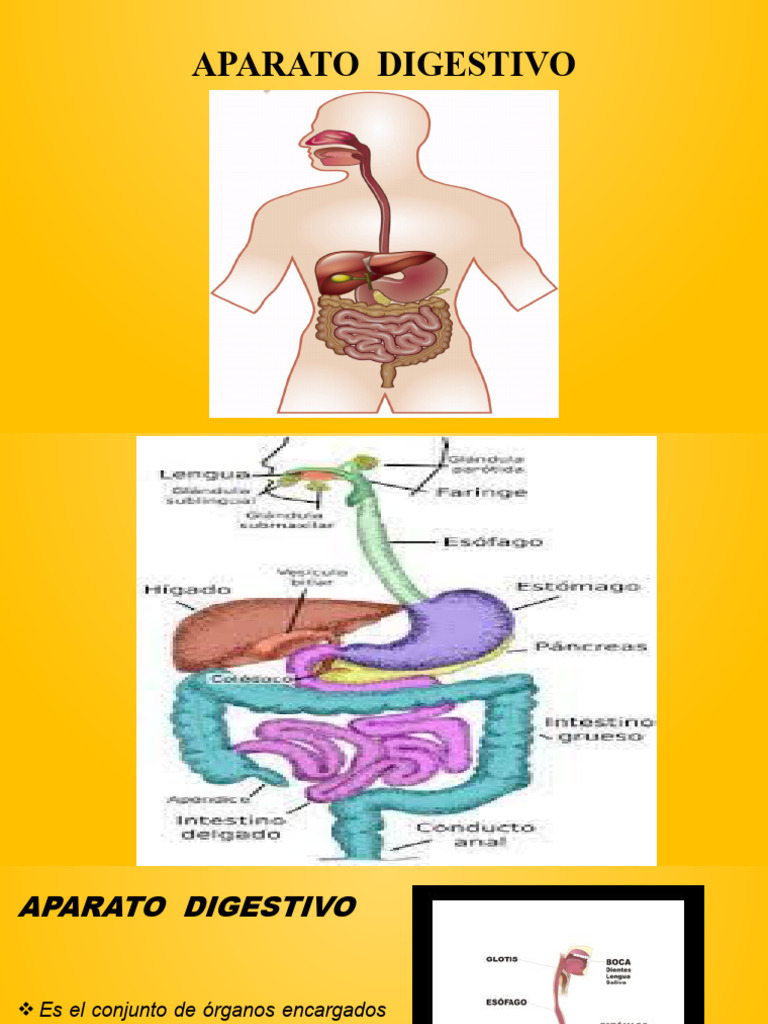 Sistema Digestivo | PDF | Digestión | Sistema digestivo humano