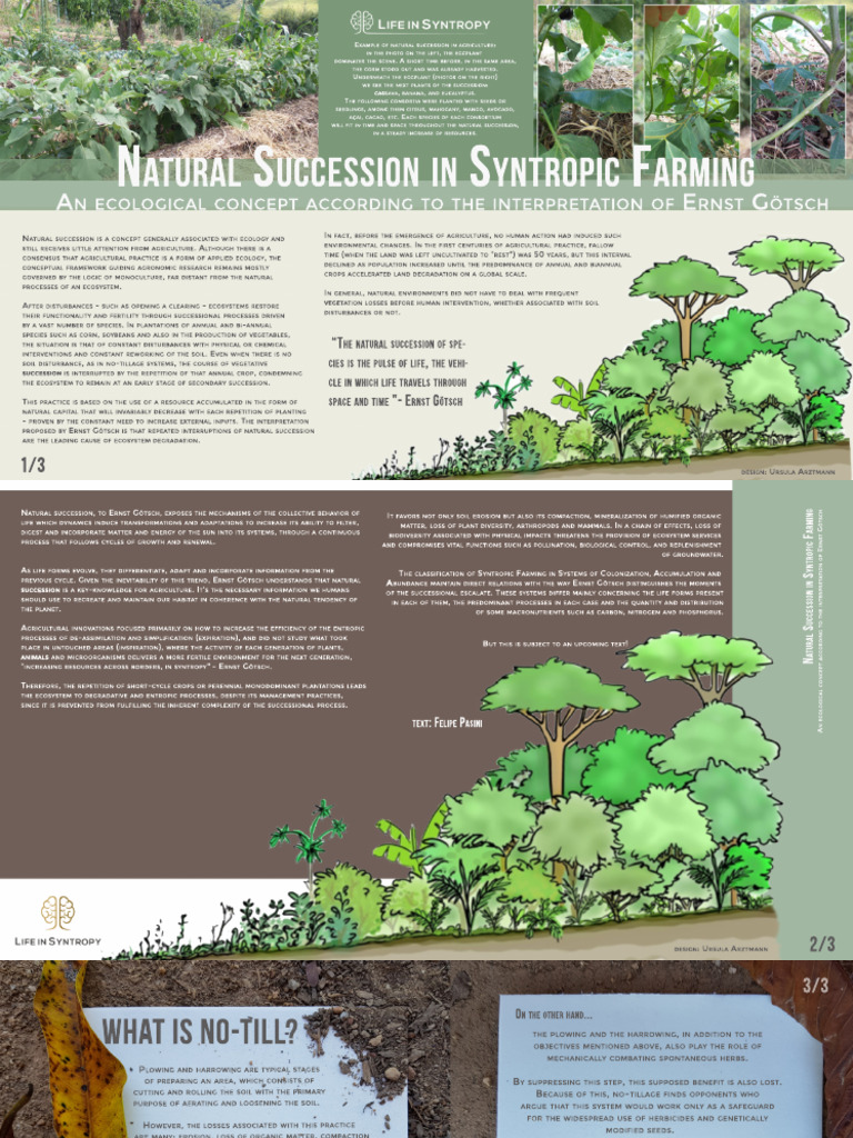 Life in Syntropy Succesion 1 | PDF | Agricultural Science | Agronomy