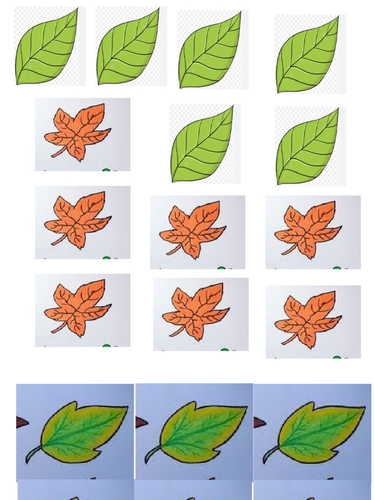 Daun Print | PDF
