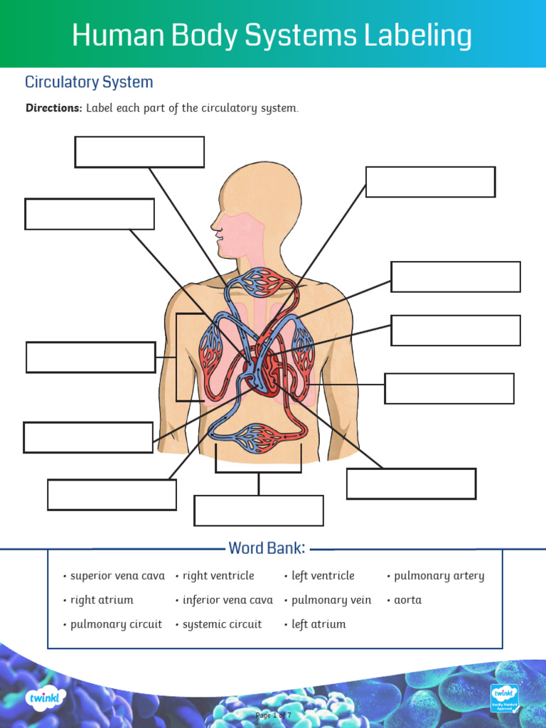 Human Body Systems Labeling Activity Color | PDF | Lung | Human Body