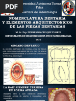 Fórmulas Dentarias | PDF | Diente | Ramas de Odontología