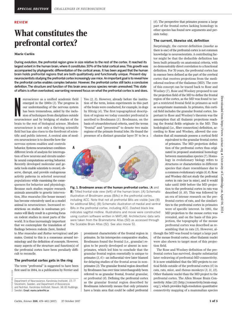 What Constitutes The Prefrontal Cortex? | Download Free PDF ...
