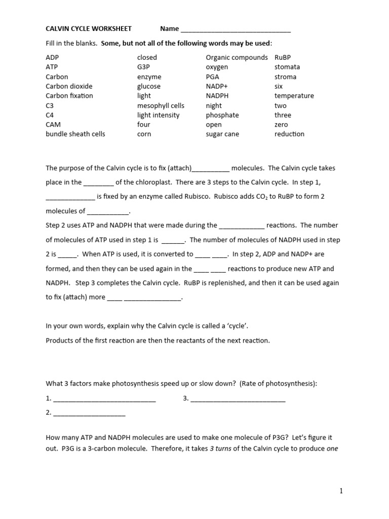 Calvin Cycle Worksheet | Download Free PDF | Biology | Biochemistry