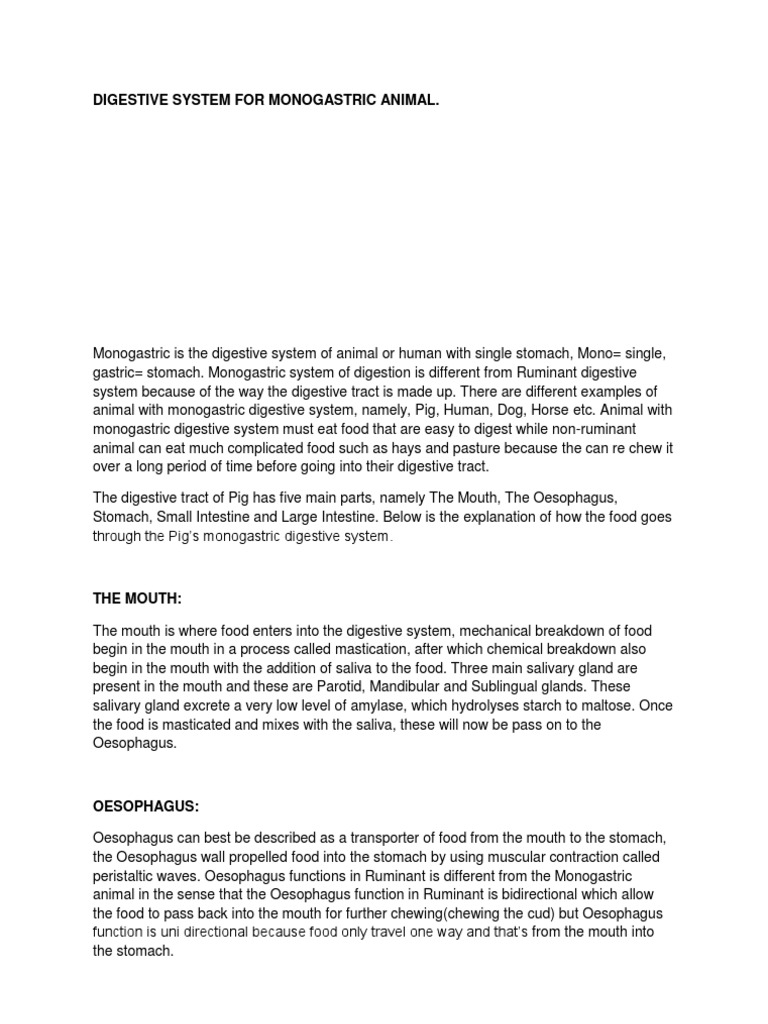 Monogastric Digestive System Overview | PDF | Digestion | Stomach