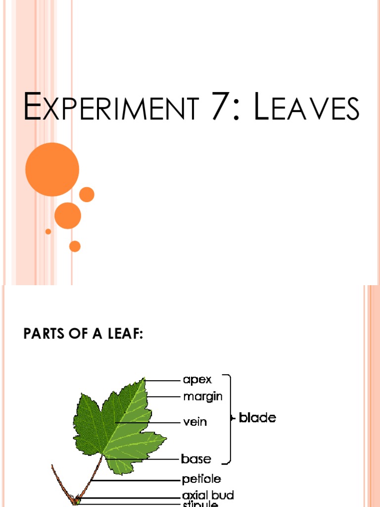 Biology - Experiment 7 - Leaves | PDF | Plant Stem | Tissue (Biology)