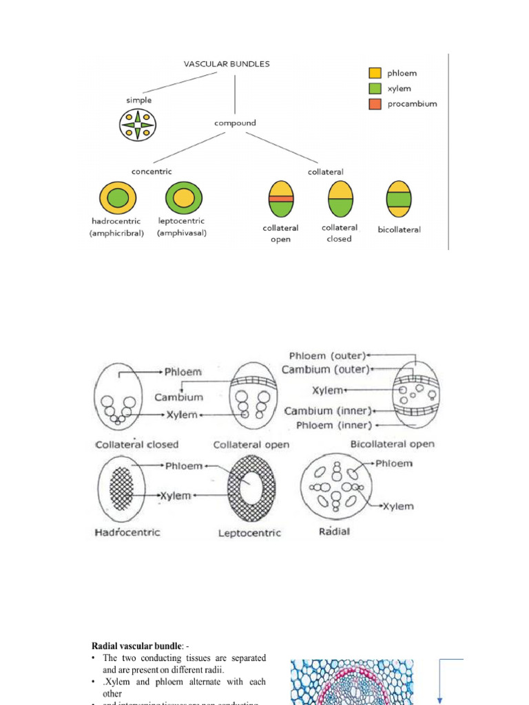 Types of Vascular Bundles Explained | PDF | Wood | Tissue (Biology)