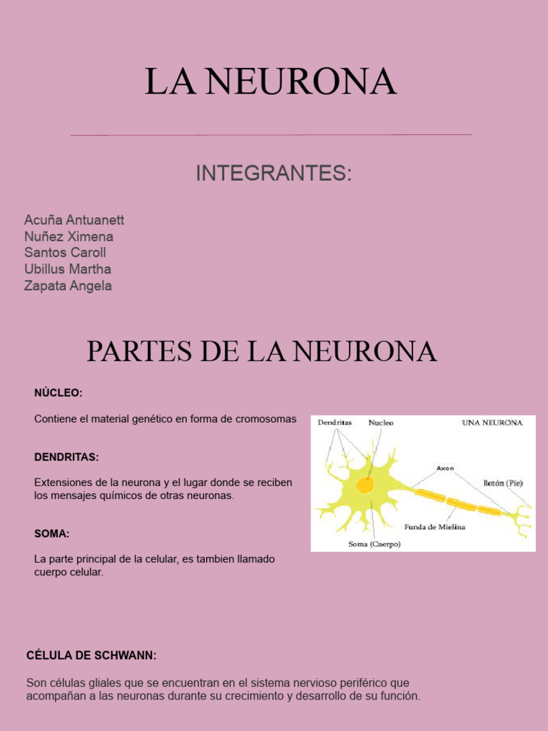 La Neurona | PDF | Neurona | Sinapsis