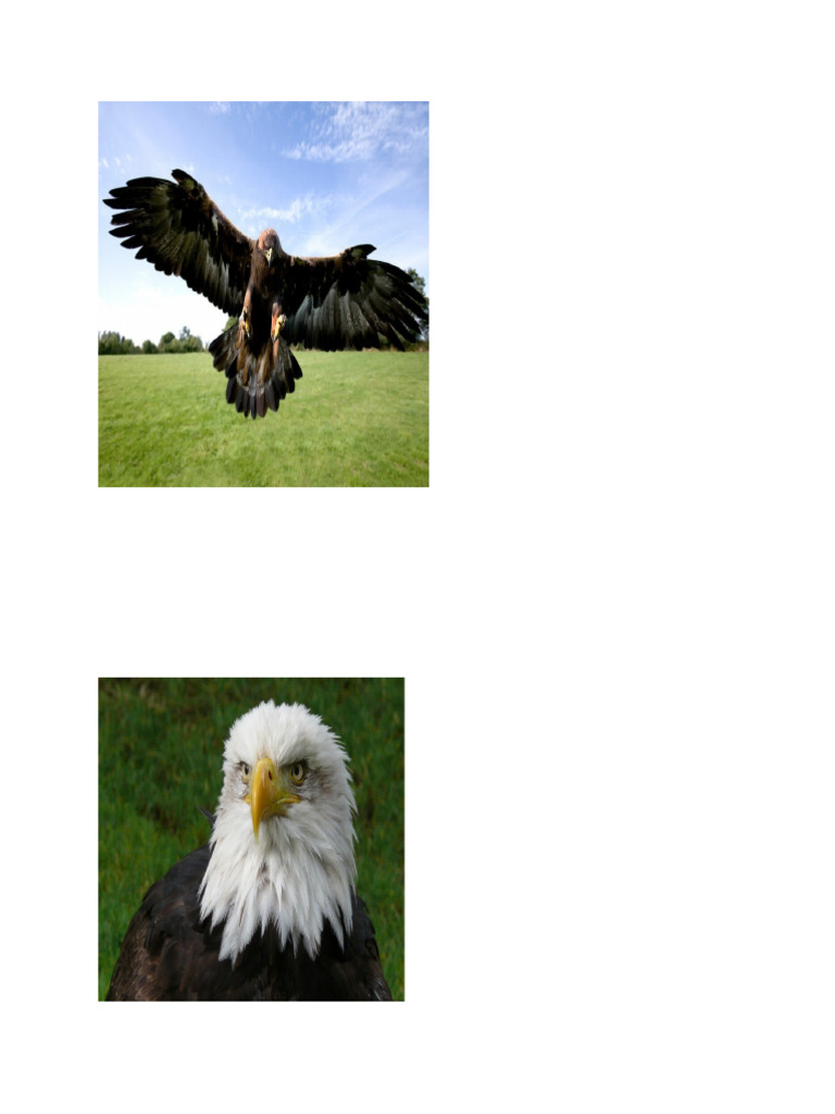 Acvila Si Vultur | PDF