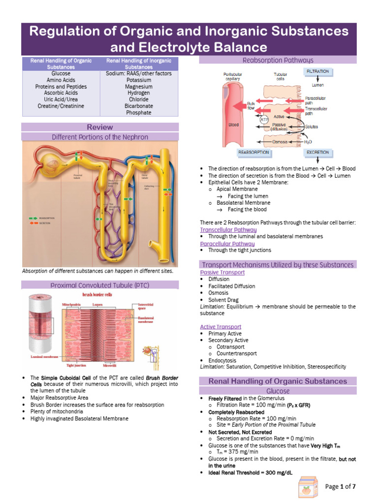 Renal Physiology | PDF | Kidney | Urinary System