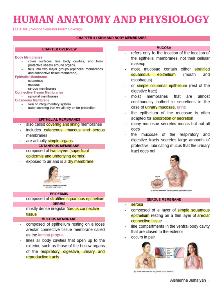 Chapter 4 Skin Membrane | Download Free PDF | Skin | Epithelium