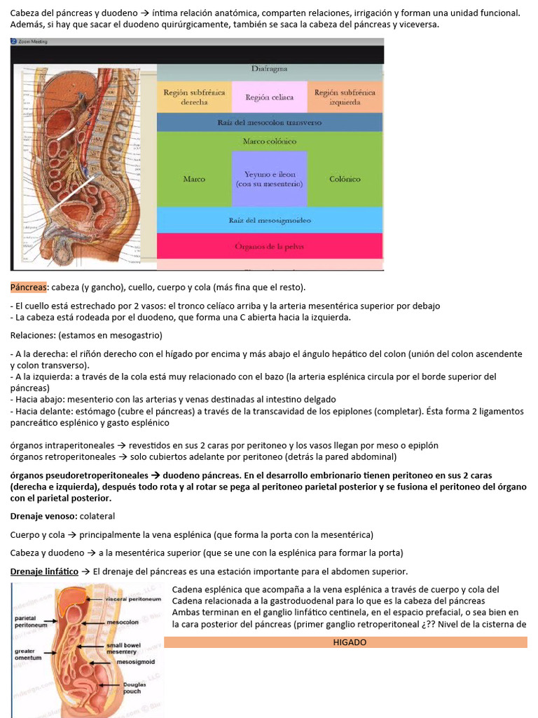 Anatomía del Páncreas y Duodeno | PDF | Abdomen | Intestino grueso