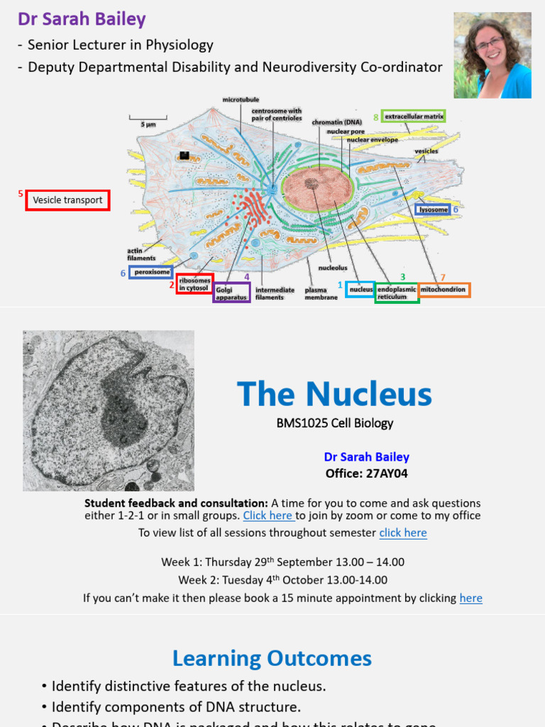 L2 & 3 The Nucleus | PDF | Dna | Cell Nucleus