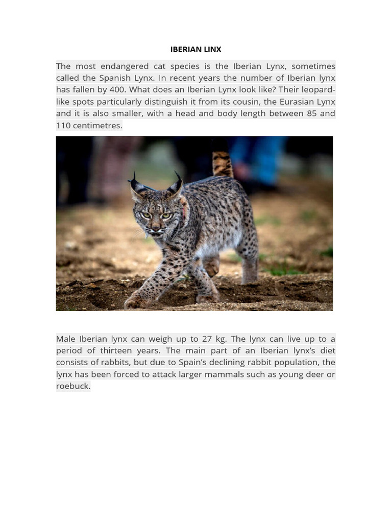 Iberian Linx | PDF