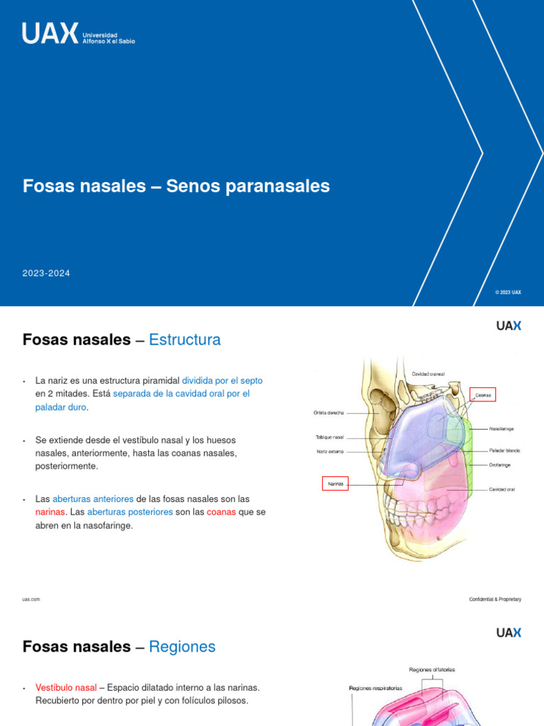 Fosas Nasales Senos Paranasales 23 24 | PDF | Cabeza y cuello humanos | Otorrinolaringología