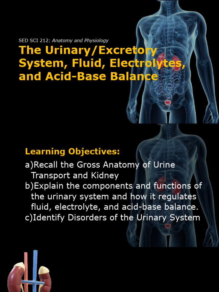 Urinary System Fluid Electrolytes and Acid Base Balance Final ...