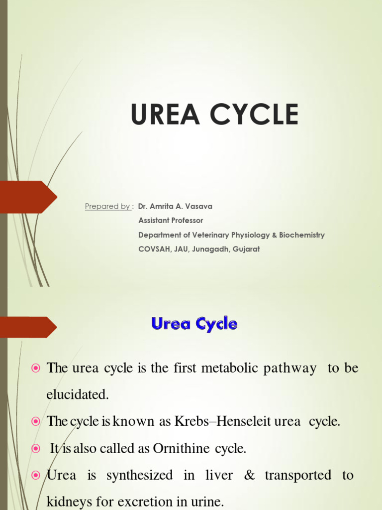 2. UREA CYCLE | PDF | Biosynthesis | Arginine