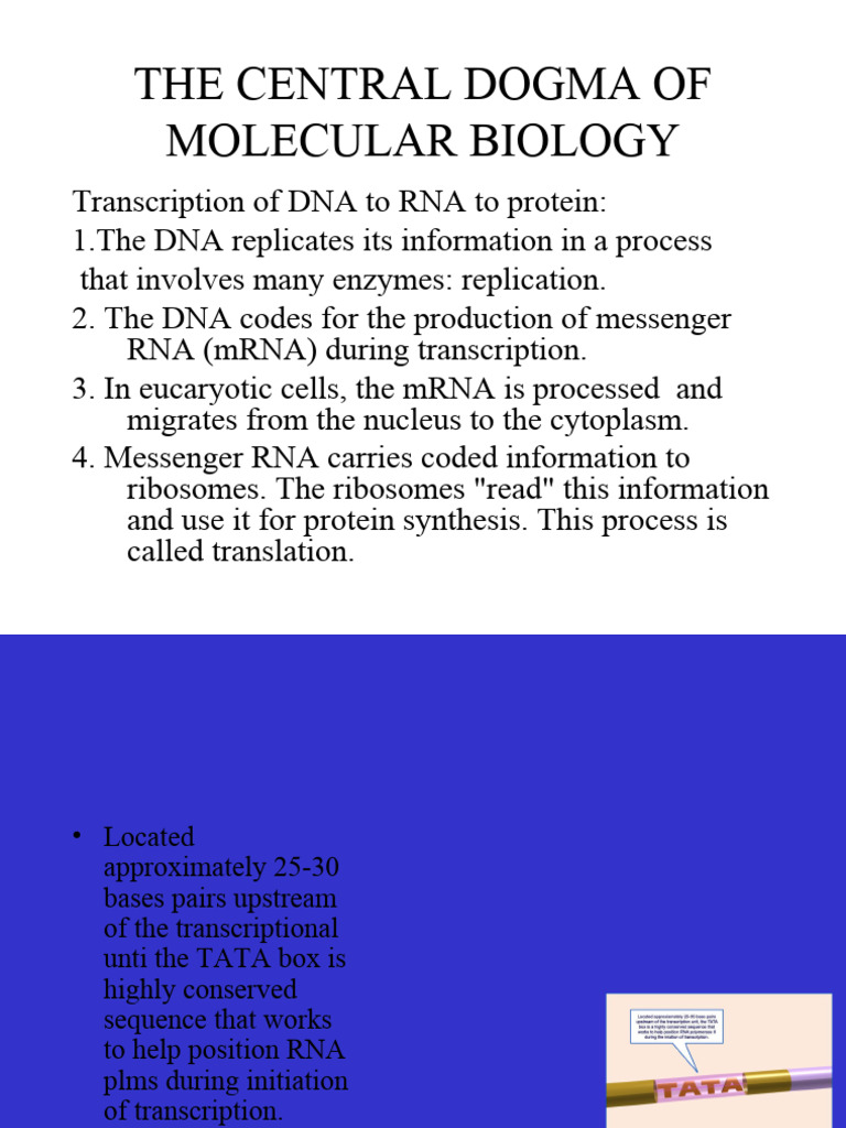 The Central Dogma of Biology | Download Free PDF | Rna | Translation ...