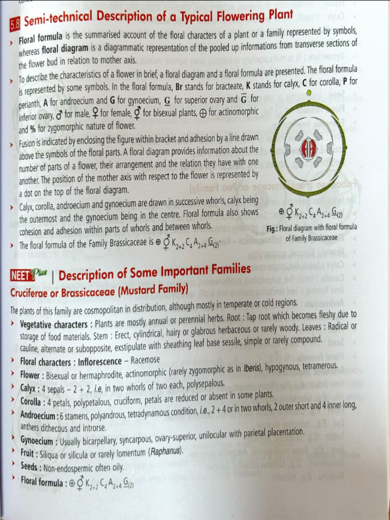 11th Flower Families | PDF