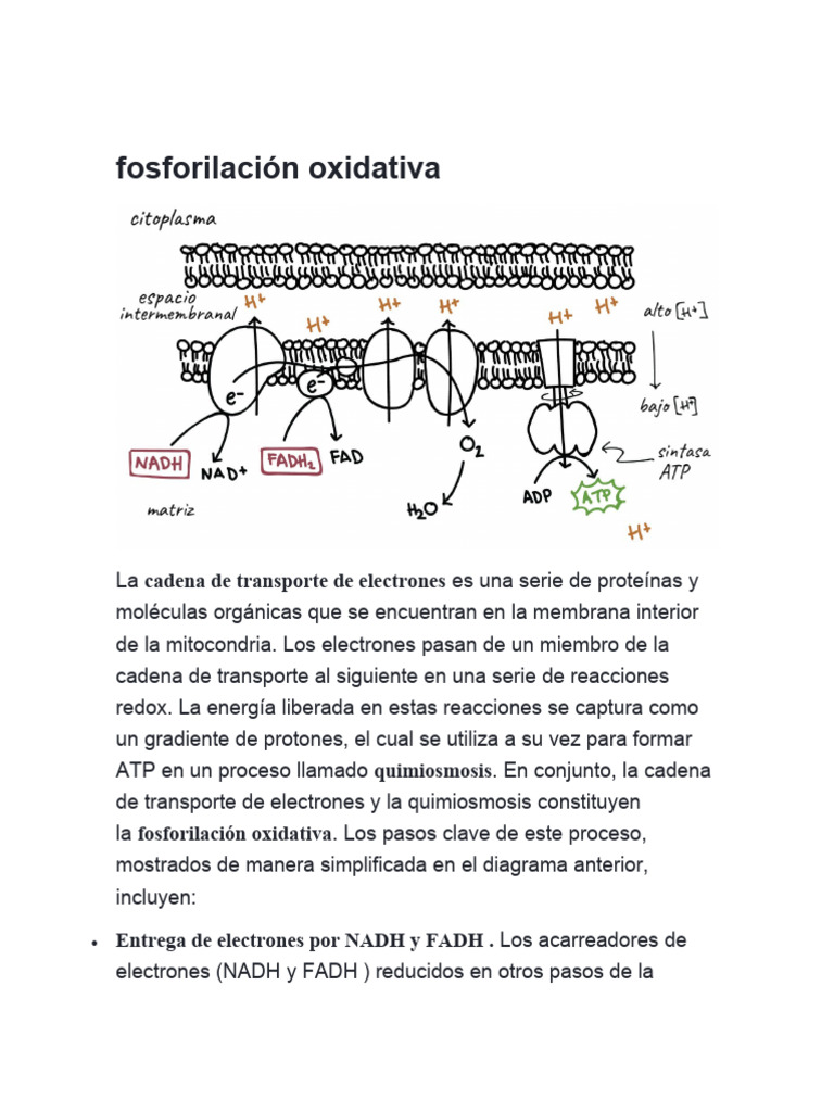 Bioquimica Fosforilacion Oxidativa | PDF | Cadena de transporte de electrones | Trifosfato de ...