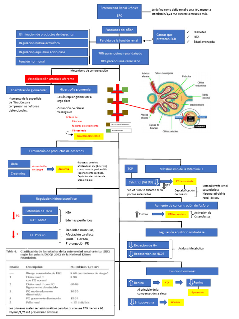 ERC FISIOPATOLOGIA | PDF | Riñón | Especialidades Medicas