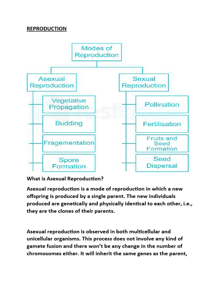 REPRODUCTION | PDF | Sexual Reproduction | Reproduction