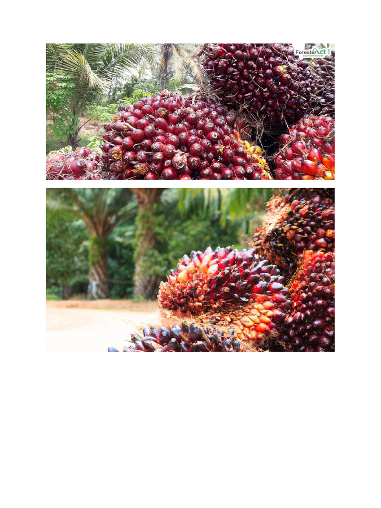 Palm Oil | PDF