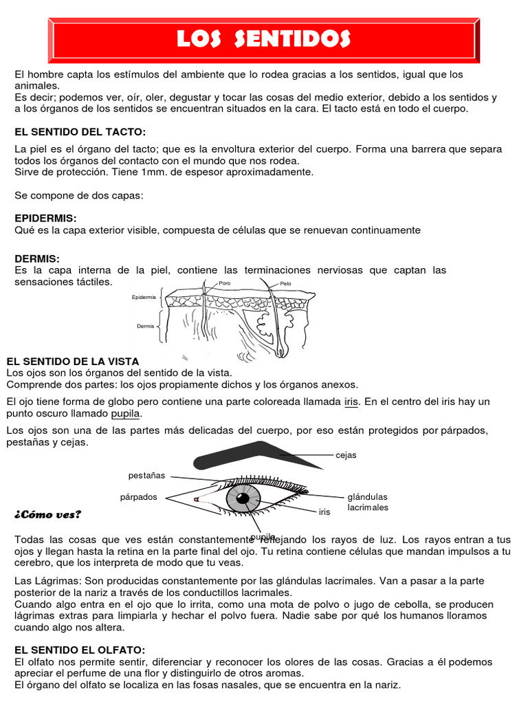 Los Sentidos Practica | PDF | Gusto | Ojo
