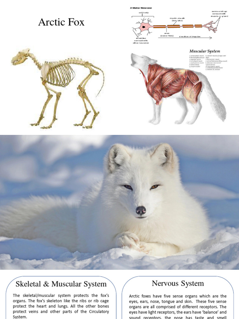 Arctic Fox Anatomy and Physiology | PDF | Polar Bear | Muscle