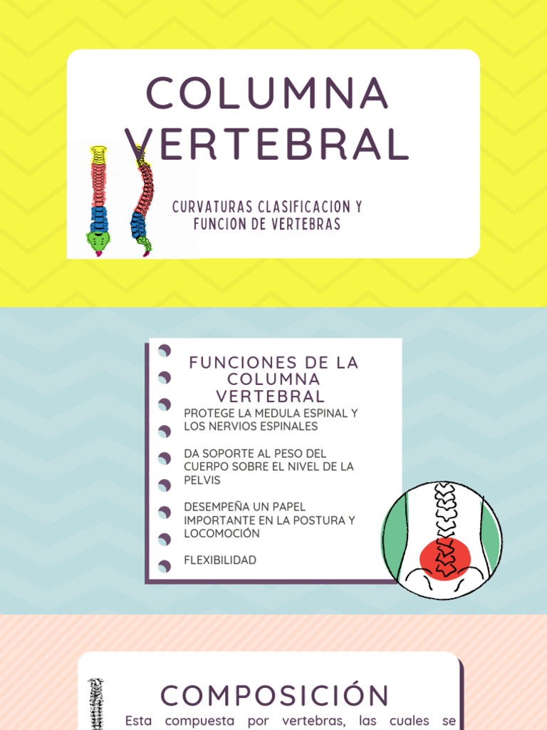Columna V | PDF | Vértebra | La columna vertebral