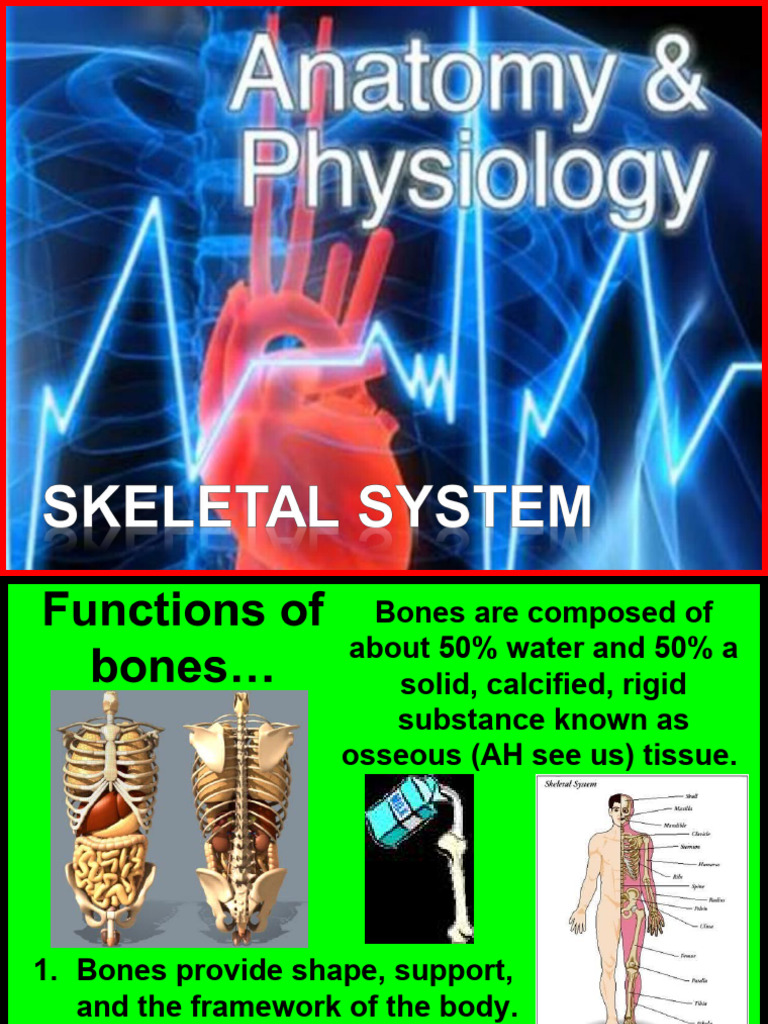 Skeletal System | PDF | Bone | Skeleton
