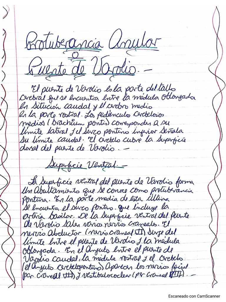 Protuberancia Anular | PDF