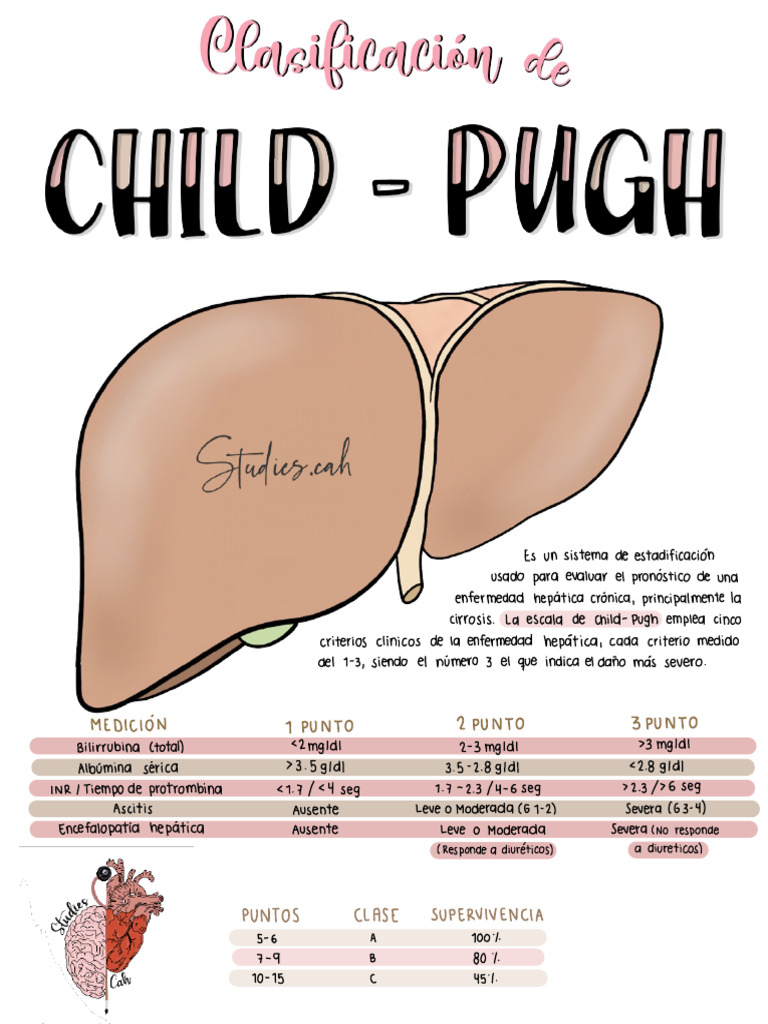Clasificación de Child-Pugh en cirrosis | PDF | Órgano (anatomía ...
