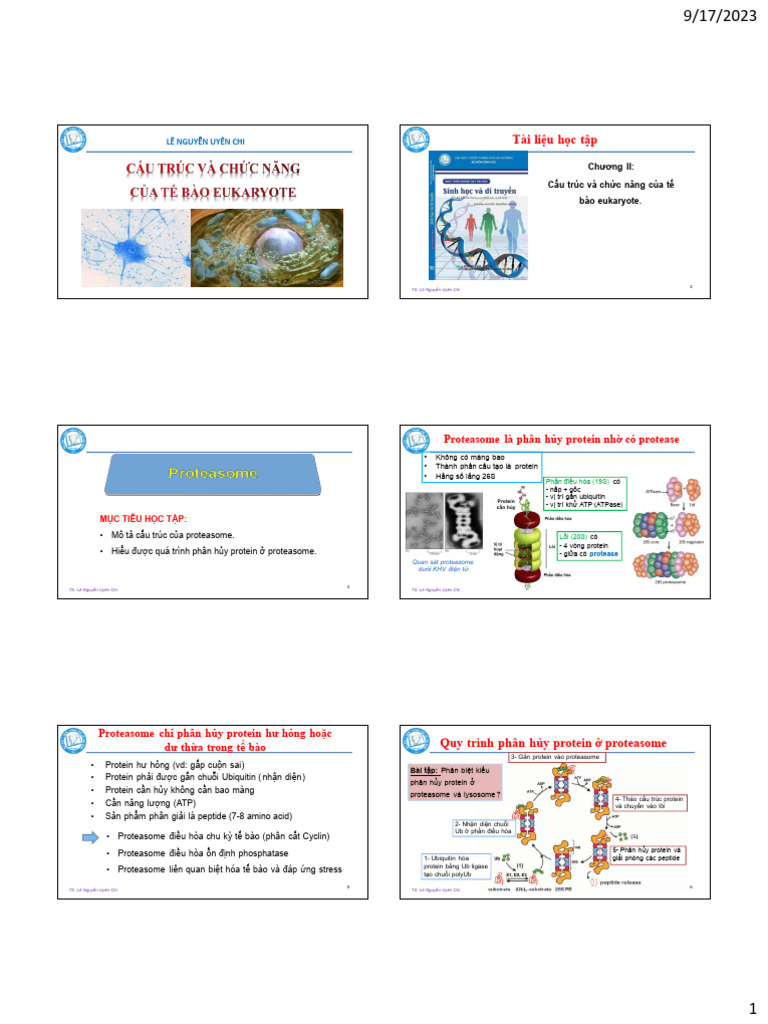 TB Eukaryote-2023-UYÃ N CHI -Pro-Trung thá» -NhÃ¢n-Khoáº£ng ngoÃ i | PDF