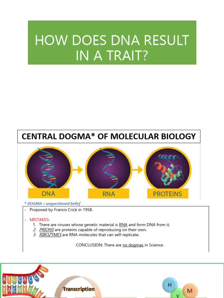 How Does Dna Result in A Trait | PDF