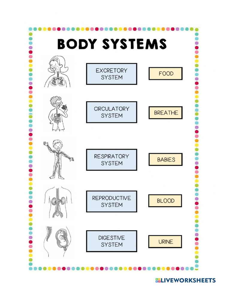 Body Systems | PDF