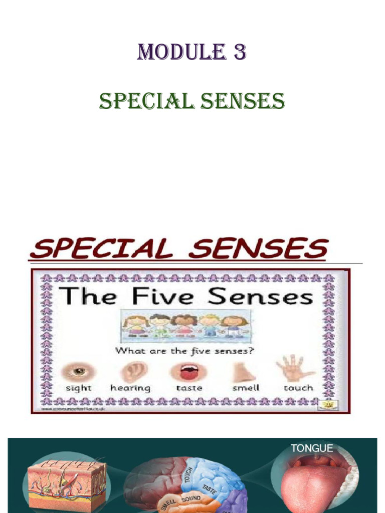 Module-3-Special-senses | PDF | Cerebral Cortex | Ear