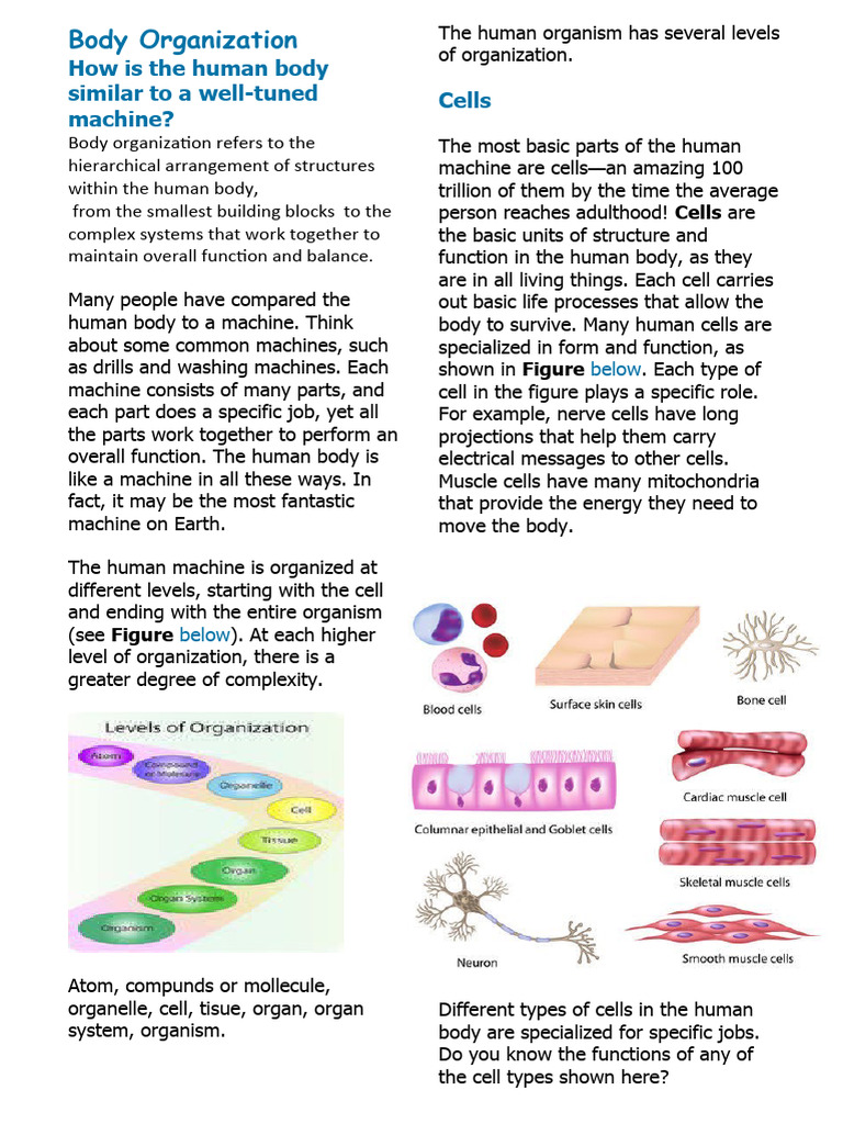 Body-Organization | PDF | Endoplasmic Reticulum | Cell (Biology)