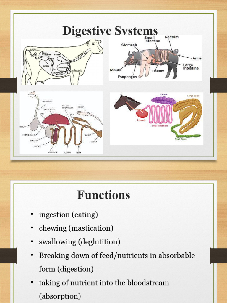 Digestive System | PDF | Digestion | Human Digestive System