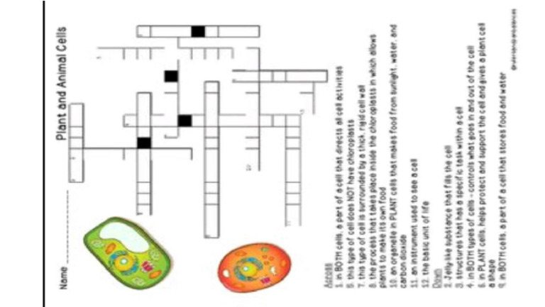 Plants and Animals Cells Puzzle | PDF