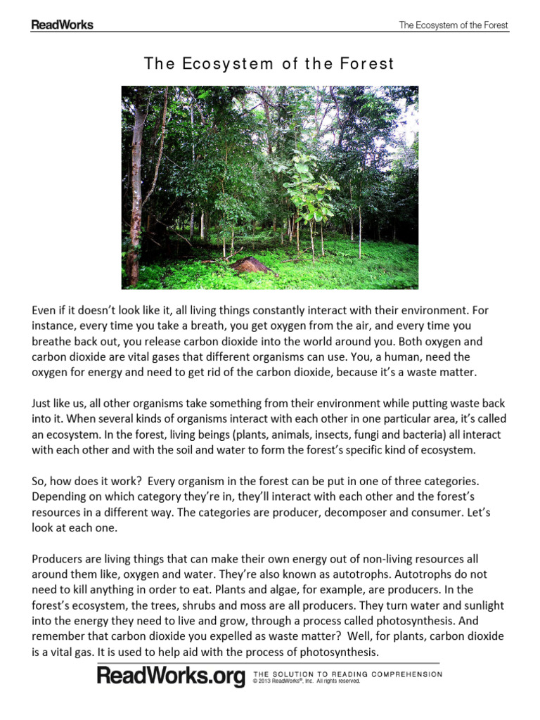 The Ecosystem of The Forest | PDF | Ecosystem | Soil