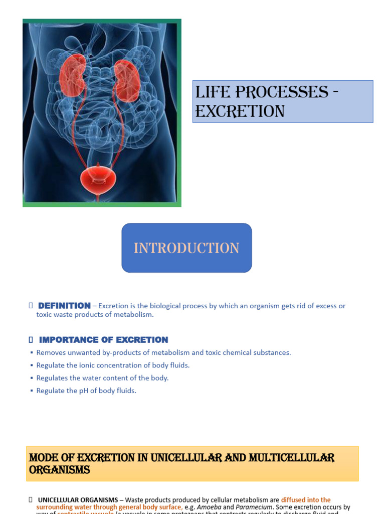 Life Processes - Excretion | PDF | Kidney | Urinary System