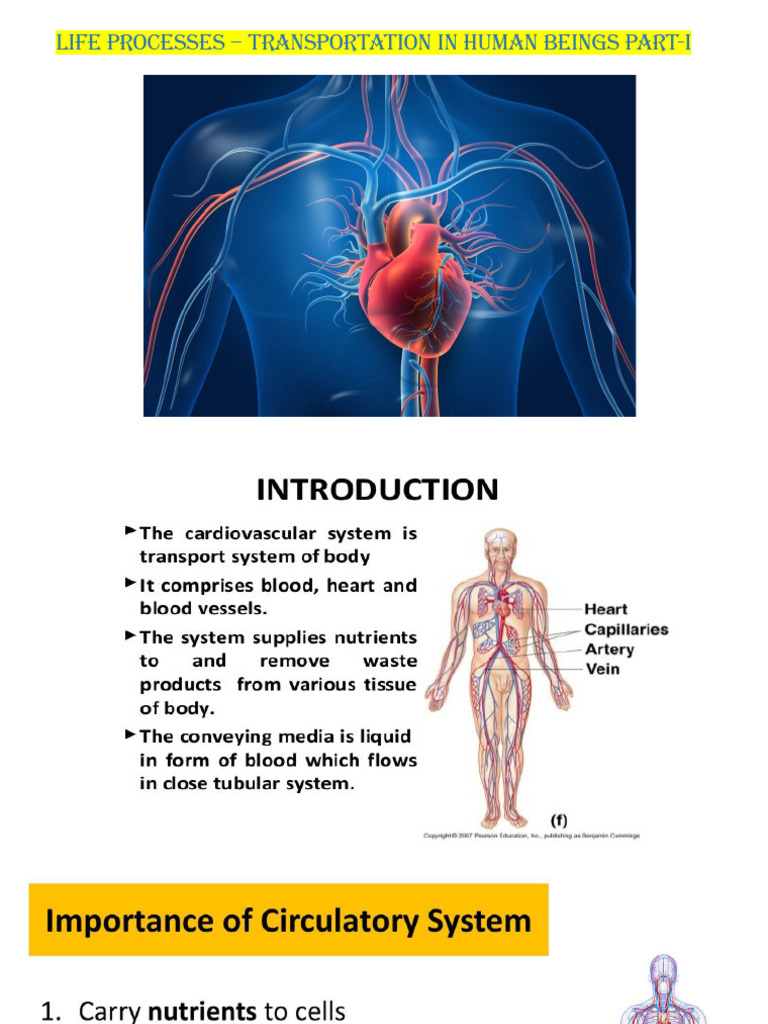 Life Processes - Transportation in Human Beings 1 | PDF | Artery | Vein
