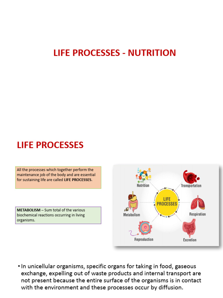 Life Processes - Nutrition in Plants - Autosaved | PDF | Stoma ...