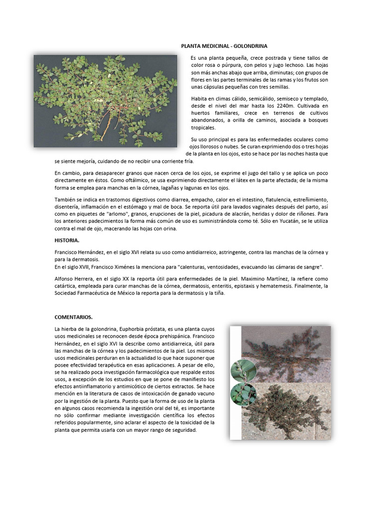 Hierba de La Golondrina | PDF | Plantas medicinales