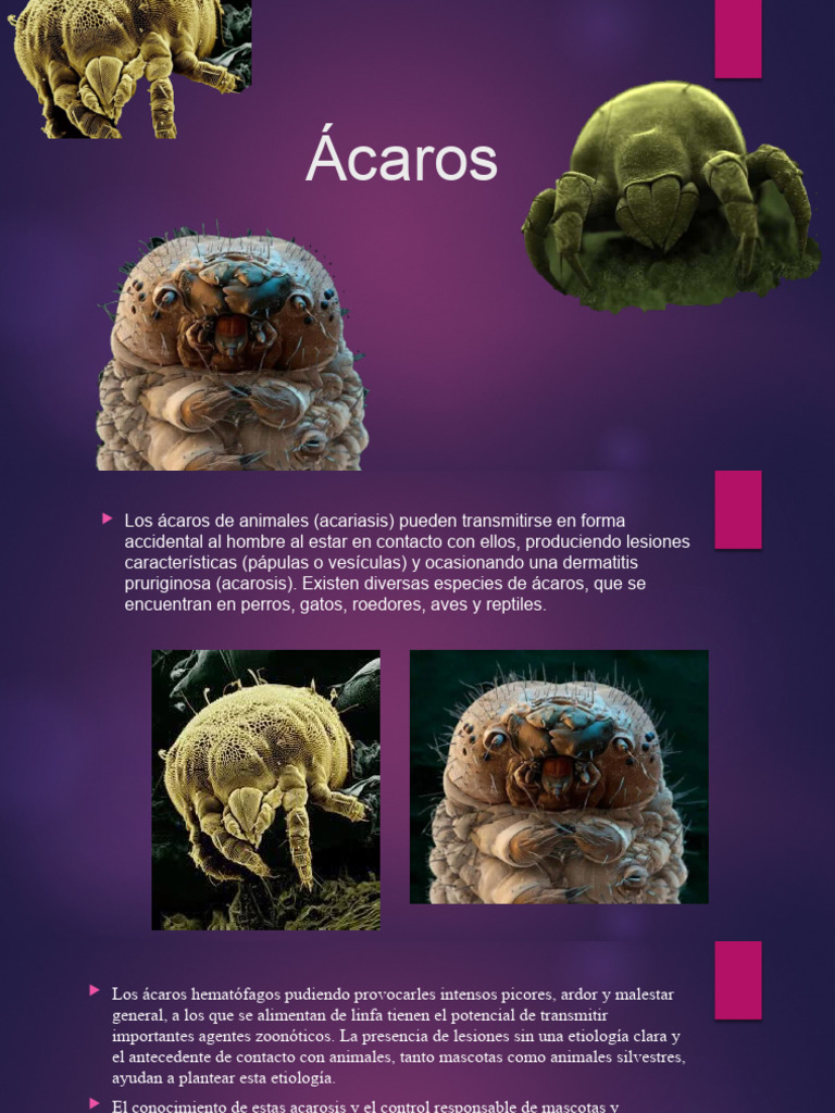 Tipos de Acaros | PDF