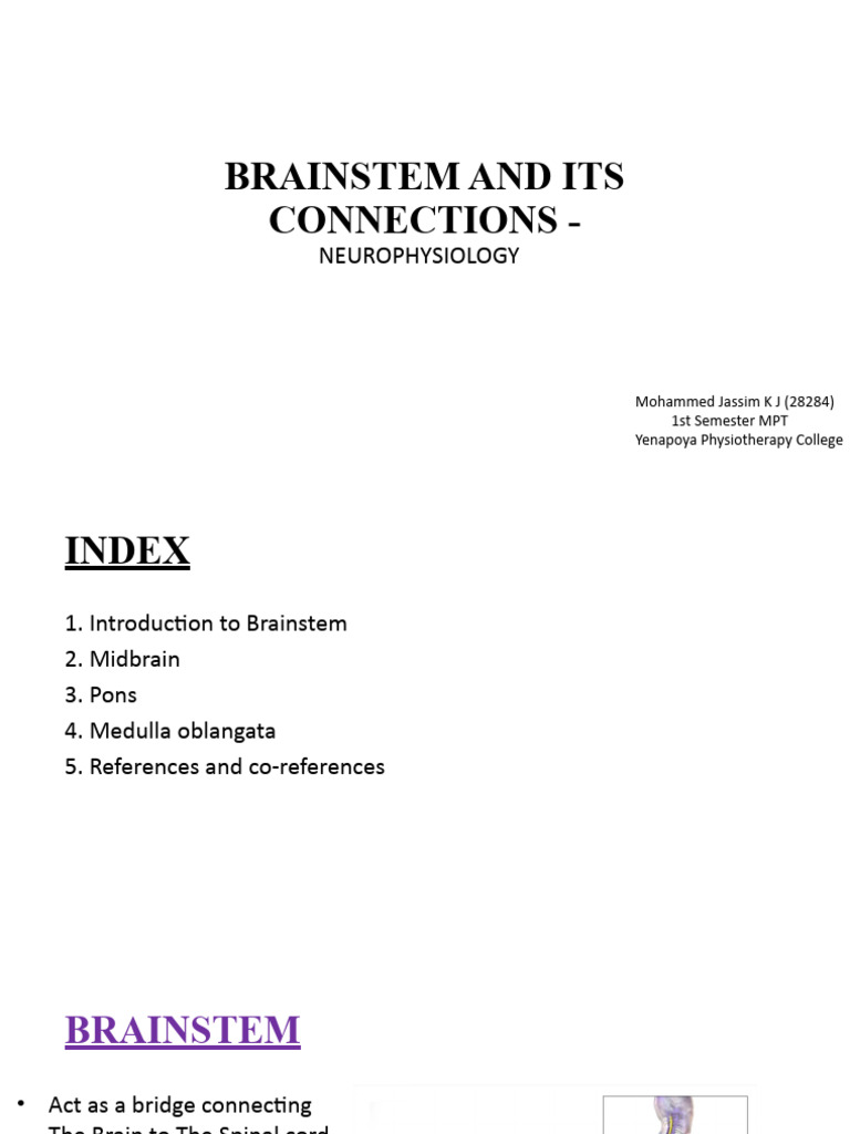 Brainstem and Its Connectionss | PDF | Brainstem | Nerve