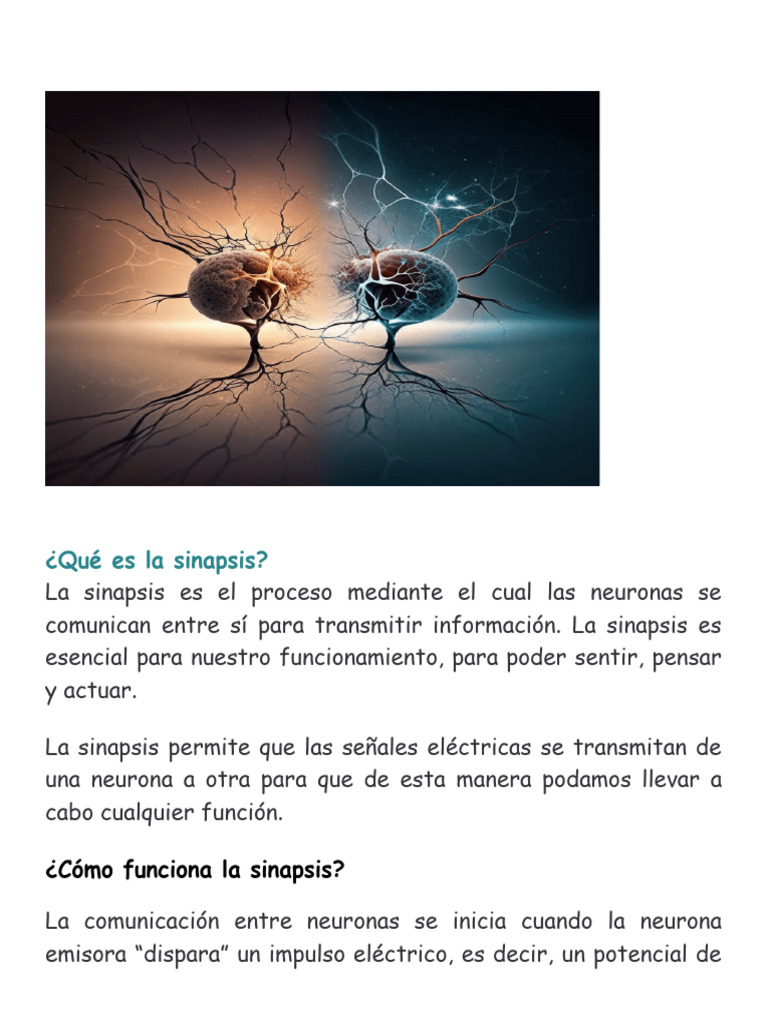 Qué Es La Sinapsis | PDF | Sinapsis | Neuroplasticidad